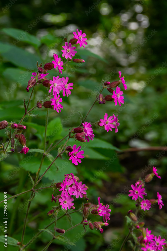 Silene dioica Melandrium rubrum, known as red campion and red catchfly ...