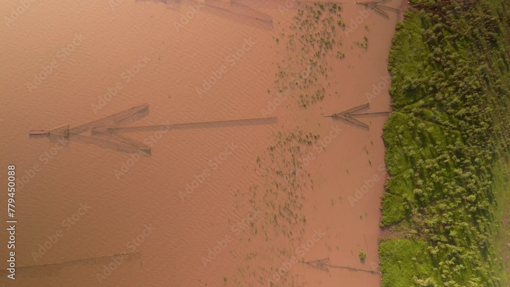 Rows of arrow head fish nets in muddy waters on the Tonle Sap shore ...