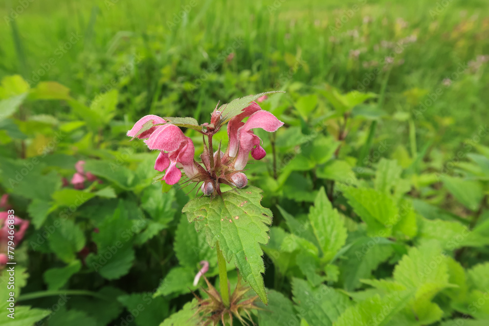 Lamium maculatum Spotted Henbit flower petals Stock Photo | Adobe Stock
