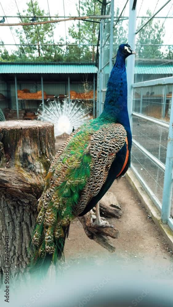 Beautiful peacock sitting on the cut wood. Gorgeous white peacock with ...