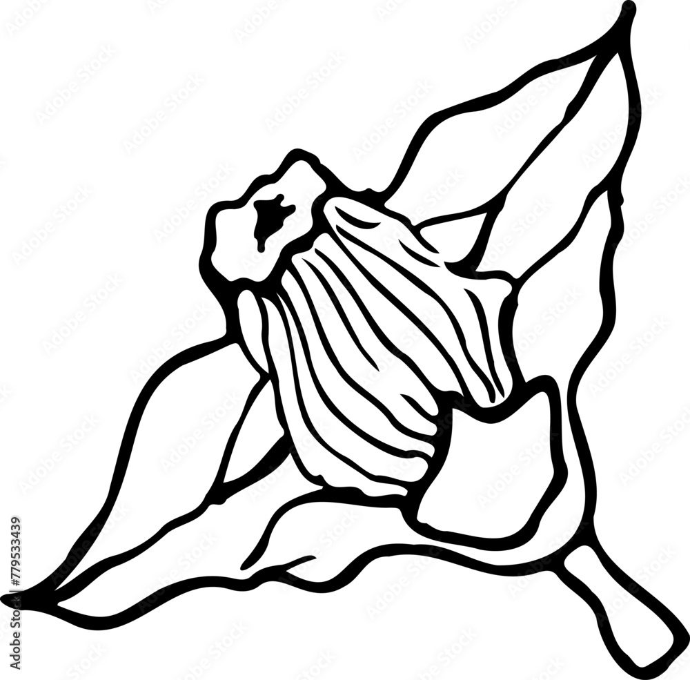 Hand drawn vector illustration of a water caltrop (Trapa natans ...