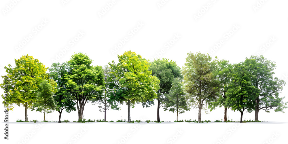 watercolor of forest or tree side view isolated on white background for ...