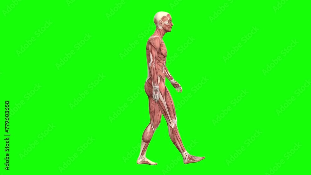 3D male muscles anatomy walking on green screen seamless loop 3D ...