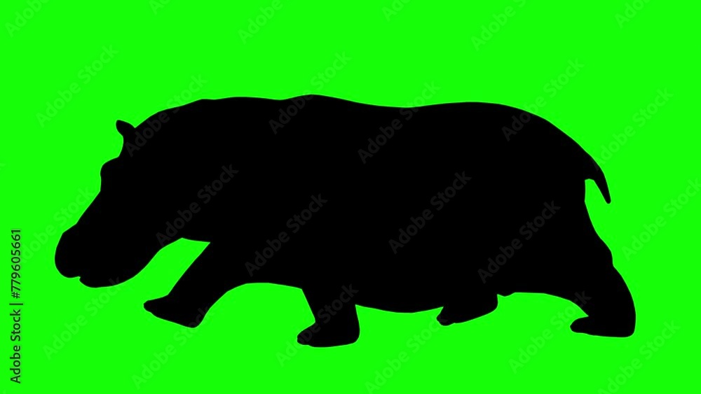 A silhouette of a hippo running on green screen, side view. Animal ...