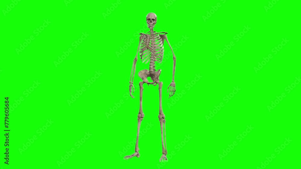 A skeleton 3D character standing idle on green screen seamless loop 3D ...