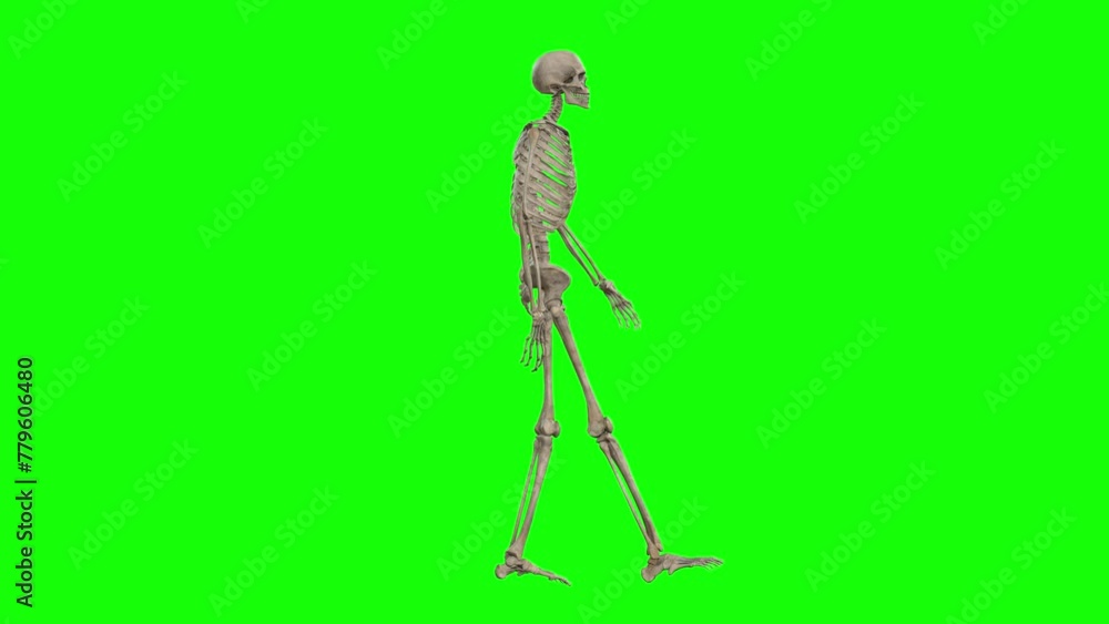 A skeleton 3D character walking on green screen seamless loop 3D ...