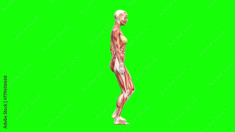 3D female muscles anatomy walking on green screen seamless loop 3D ...