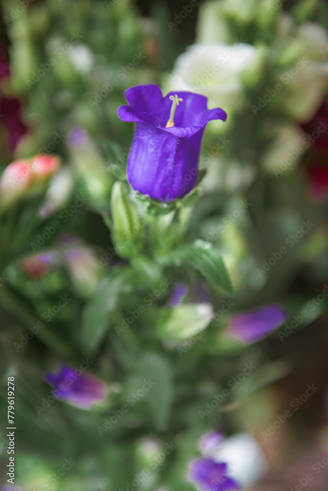 Canterbury Bells Terry Purple, blue and purple bell flower. Close-ups ...