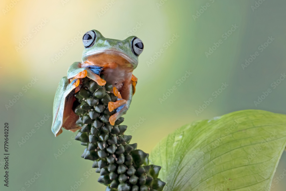 Tree frog on leaf, Gliding frog (Rhacophorus reinwardtii) sitting on leaves, Javan tree frog on ...