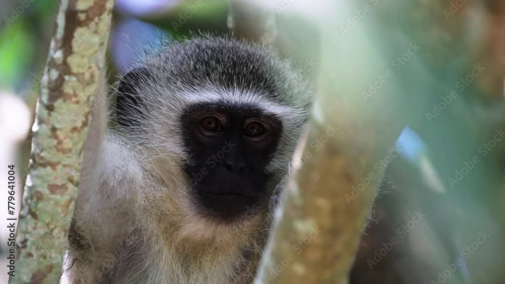 Vervet monkey interaction: baby vervet monkey playfully annoys mother ...