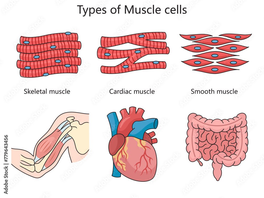 Human types of muscle cells skeletal, cardiac, and smooth muscles with ... Human types of muscle cells skeletal, cardiac, and smooth muscles with ...
