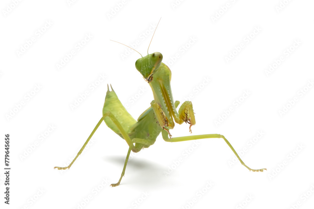 Praying mantis "hierodula membranacea" adult defensive pose on isolated ...