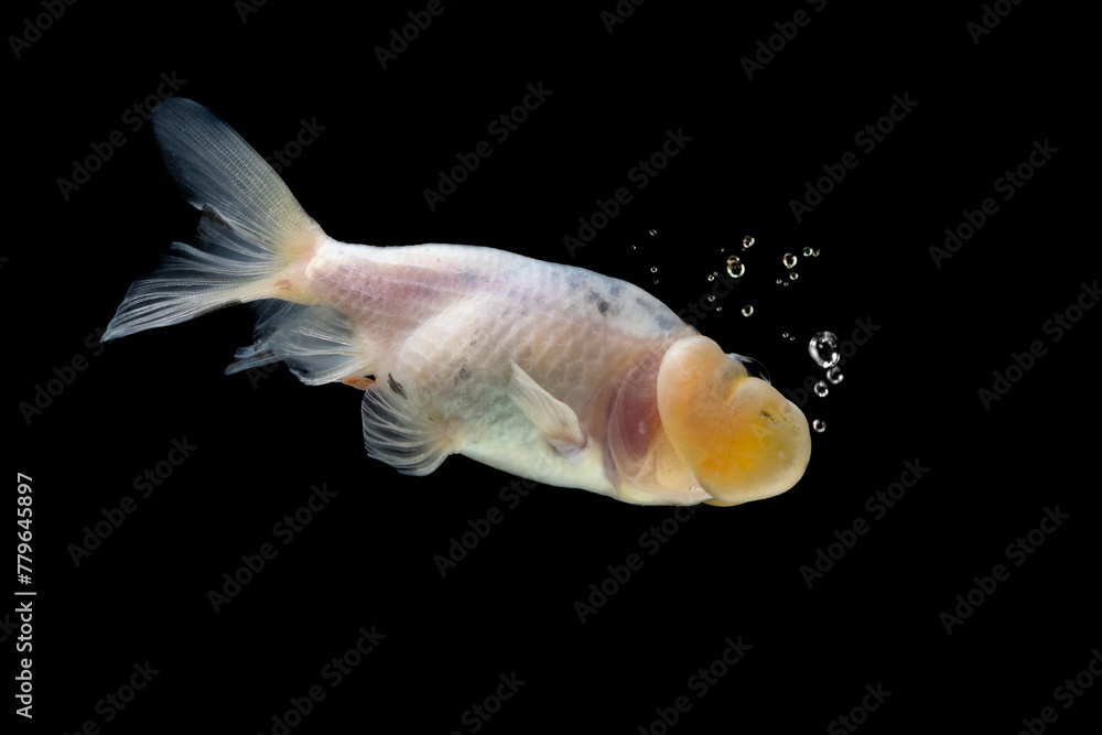 Bubble eye goldfish moving blowing bubbles from his mouth on black ...