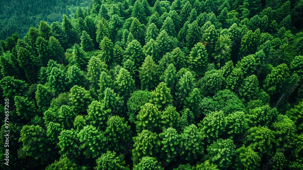 Document the role of forestry in carbon sequestration and climate ...