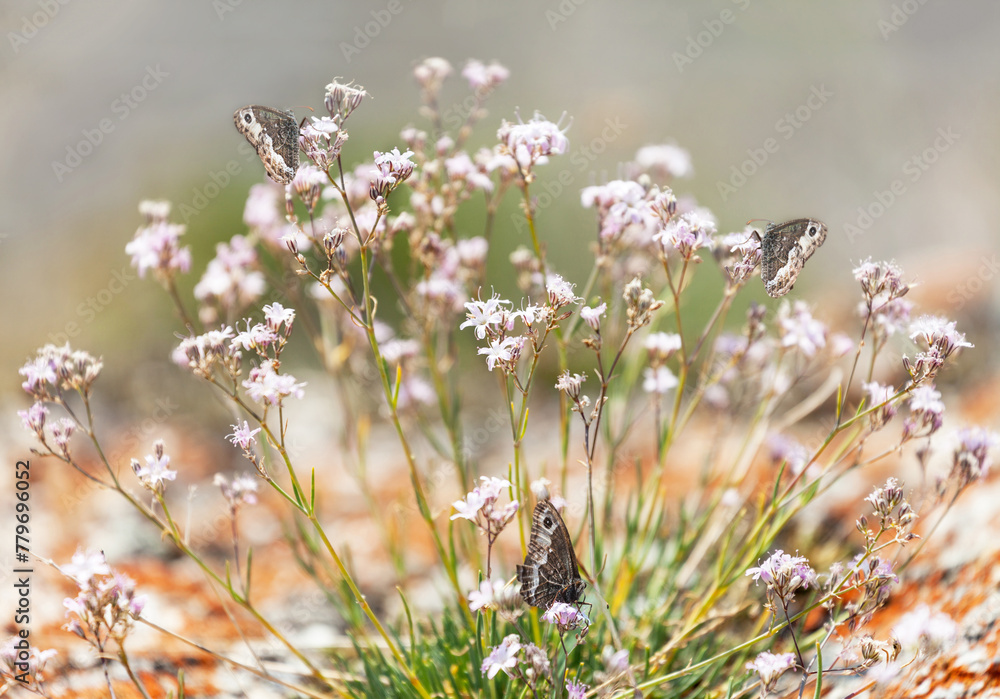 Beautiful Satyrinae butterflies (lat. Satyridae, Nymphalidae) with a ...