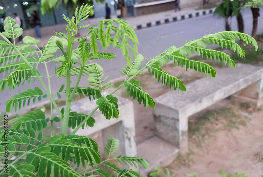 Tanner's cassia or Senna auriculata (avarampoo) flower in the ...