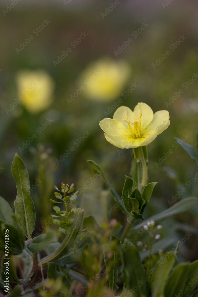 Evening primrose — probably the species cutleaf evening primrose ...
