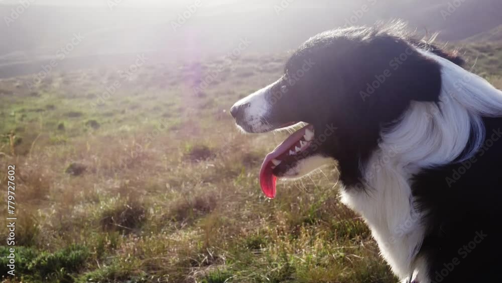 Portrait of a black and white border collie in profile against a ...