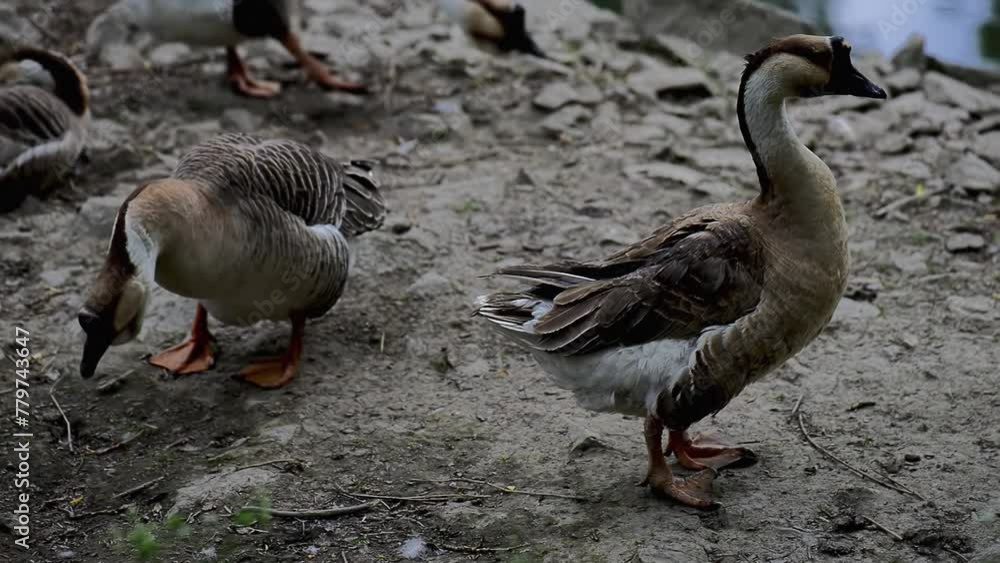 Chinese goose is a breed of domesticated goose descended from the wild ...