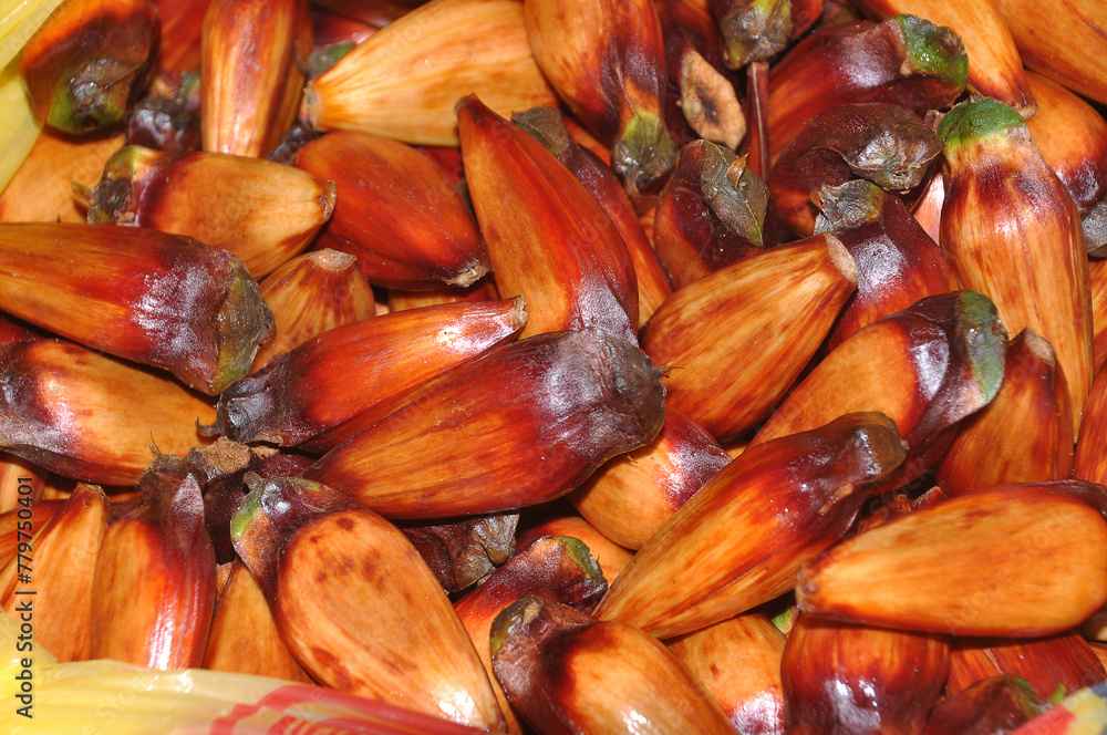 pinhão vem de uma árvore típica do Sul do país. A pinha é, na realidade ...