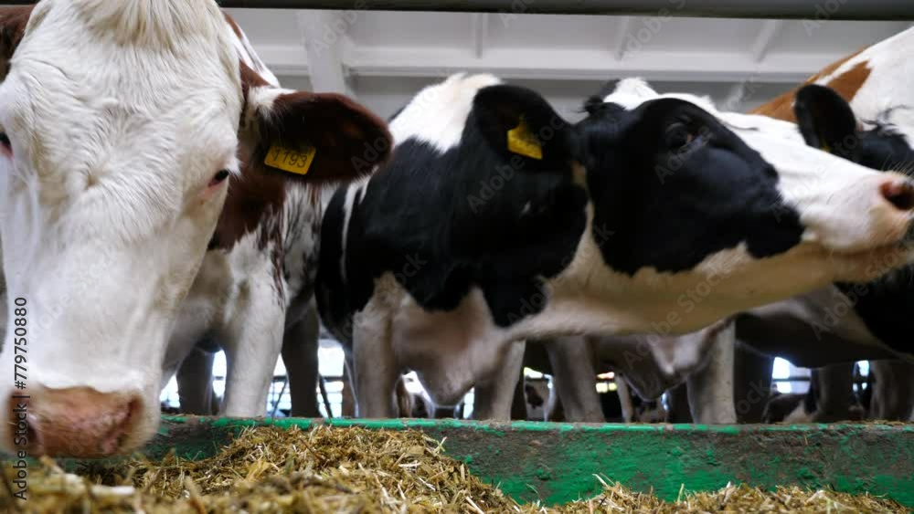 Portrait of curious cows chewing fodder at modern dairy farm. Cute ...