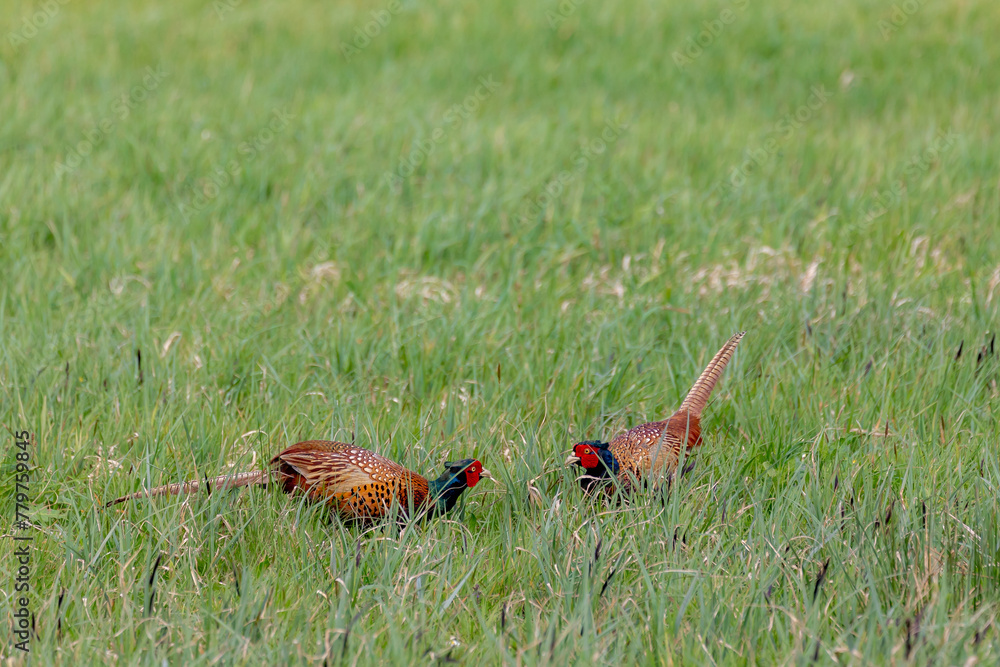 A common pheasant also known as ring-necked pheasants in its natural ...