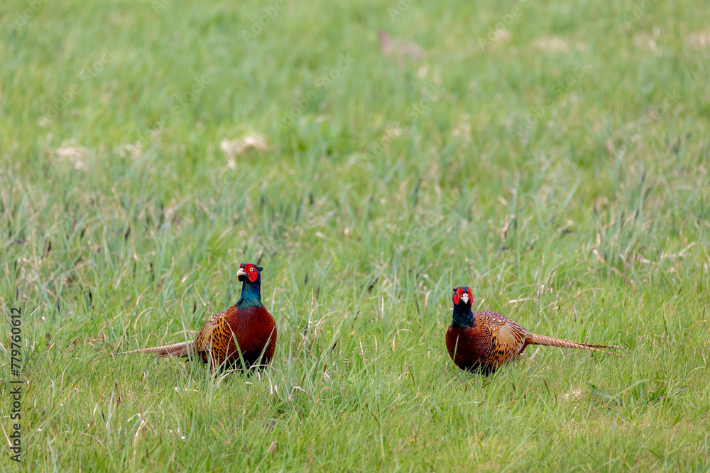 A common pheasant also known as ring-necked pheasants in its natural ...