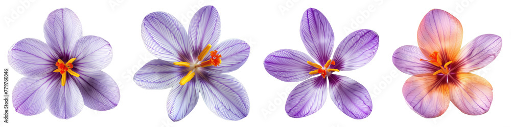 Collection of Single saffron crocus flower top view cutout png isolated ...
