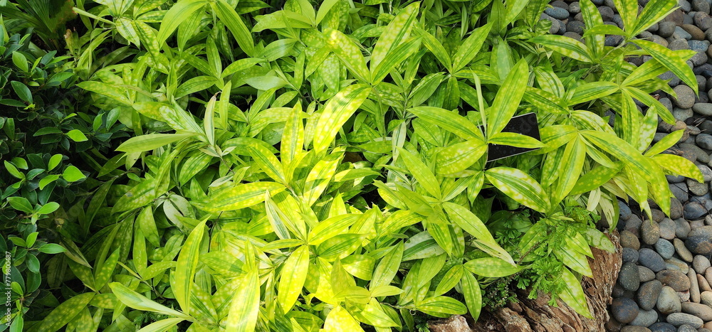 Spotted leaf dragon tree is a small shrub with beautiful leaves ...