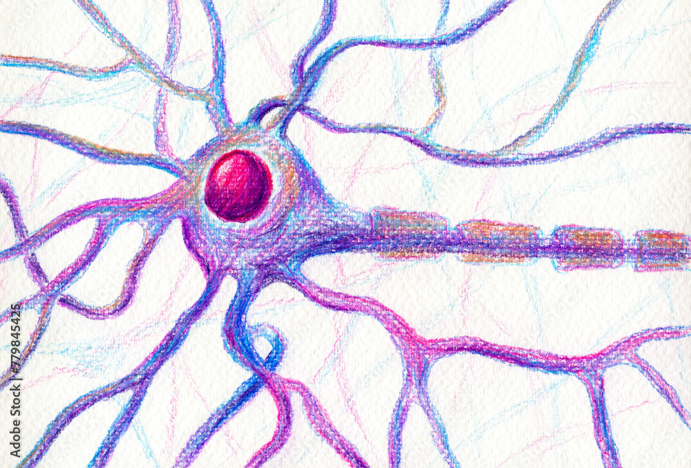 A motor neuron brain cell, hand drawn illustration showing neuron body ...