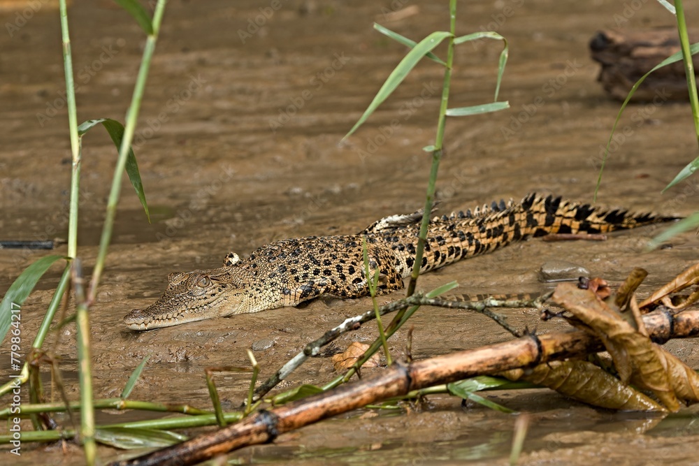 The Borneo crocodile (Crocodylus raninus) is endemic to Borneo island ...