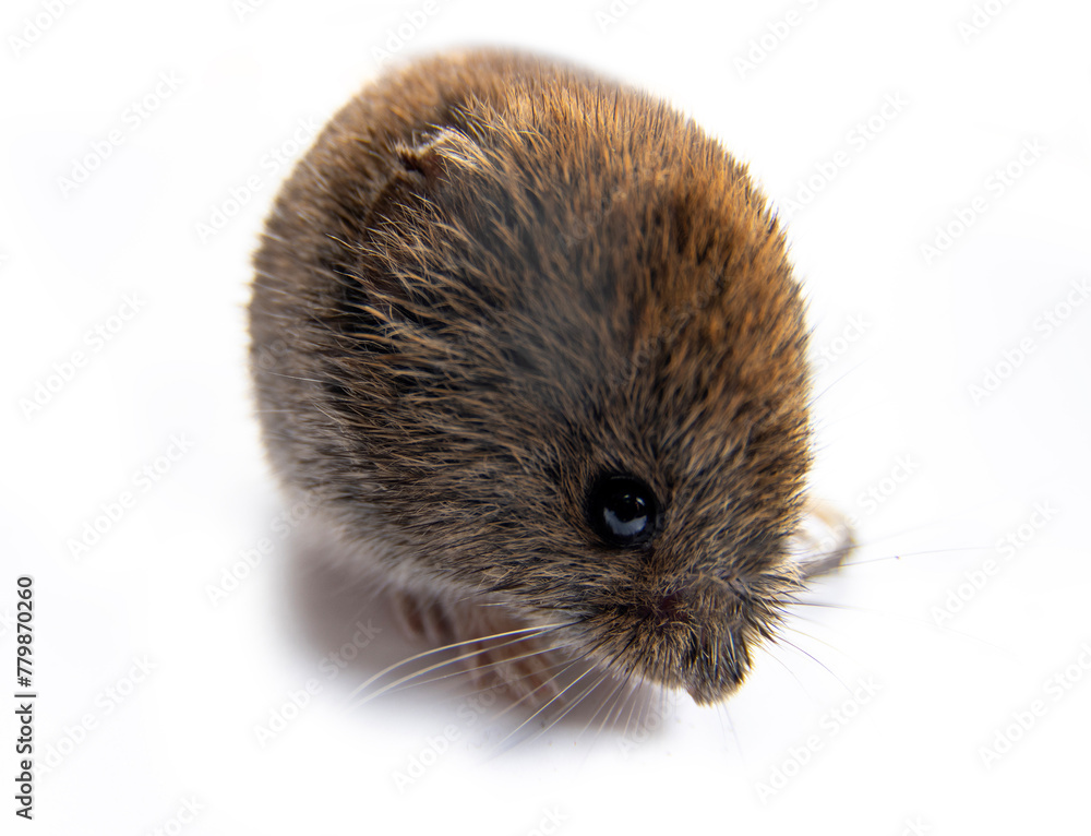 Theriology and deratization. Wild forest and field mice (Apodemus and ...