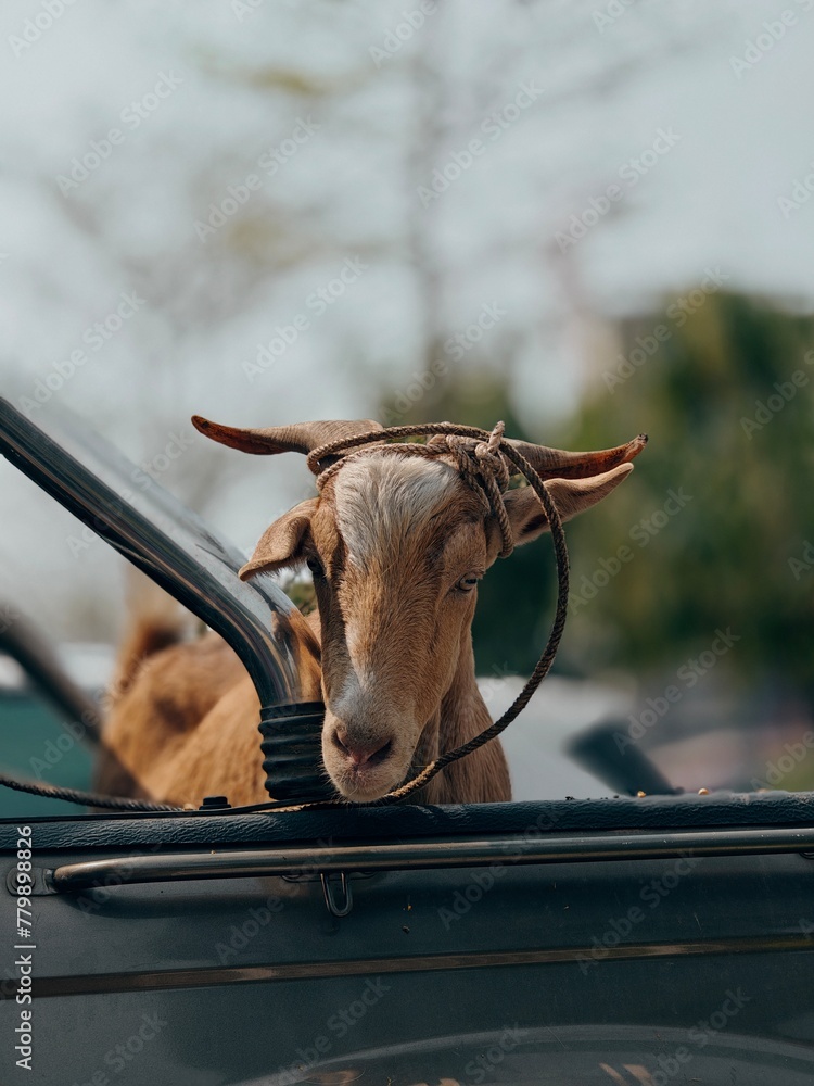 goat and car, brown goat that looks out of a pickup truck, Goat in the ...