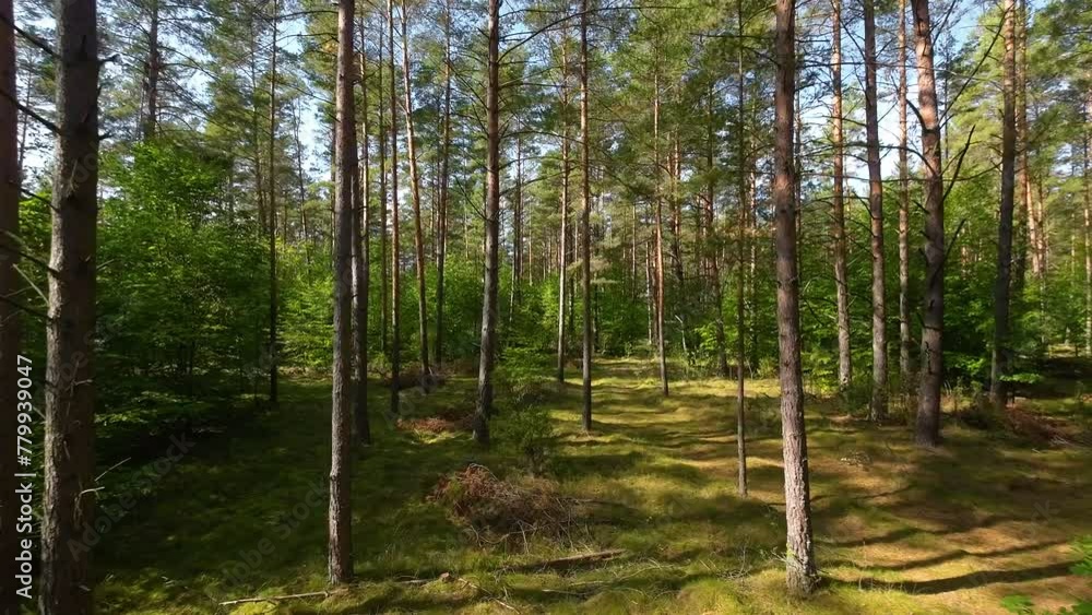 Shiny Magical Autumn Mountain Forest With Trees Growing on Hills. Sunny ...