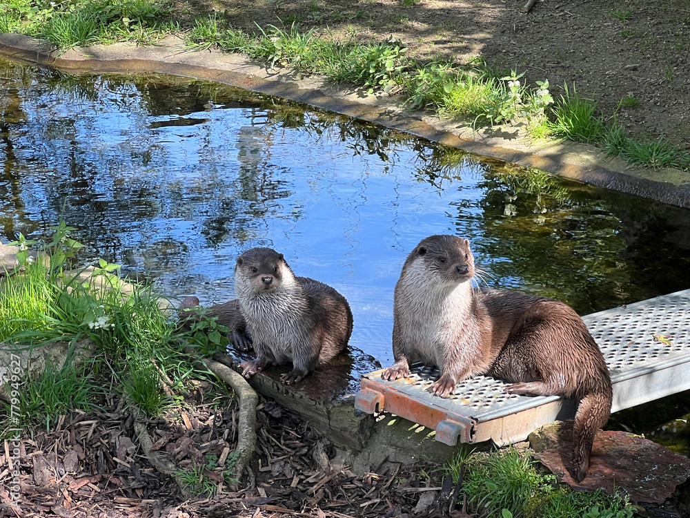 Two otters sit on the shore of an artificial pond. The otter belongs to ...