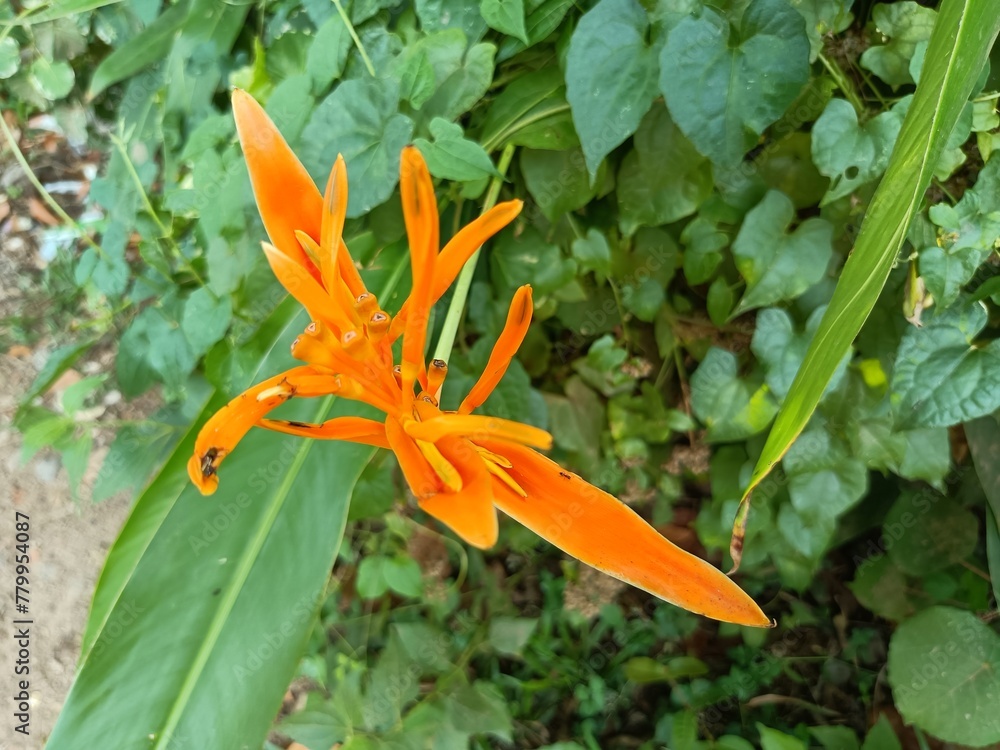 Heliconia psittacorum is a perennial herb native to the Caribbean and ...