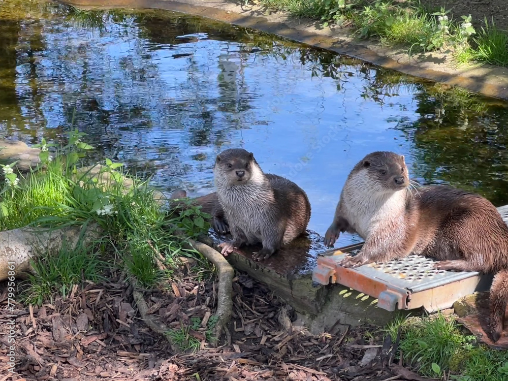 Two otters sit on the shore of an artificial pond. The otter belongs to ...