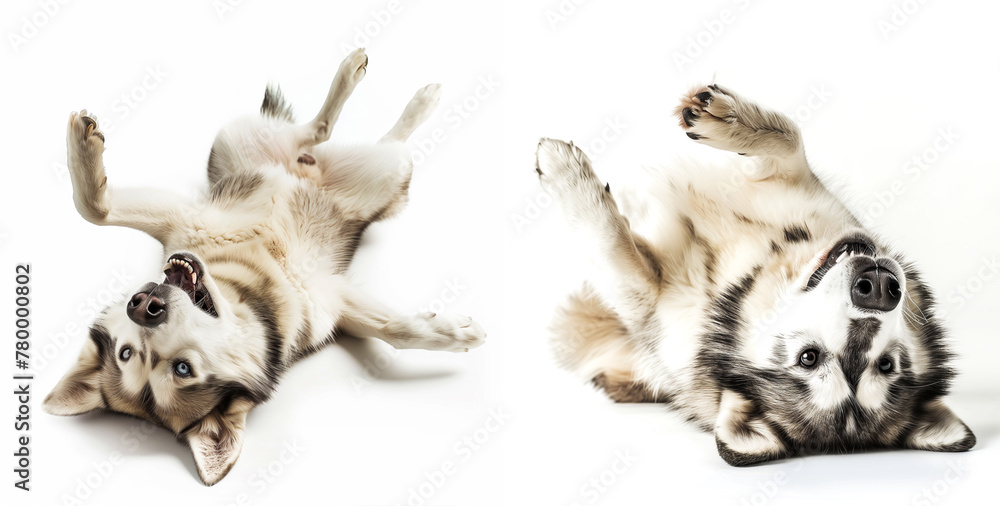Photograph of husky rolling on its back with all four legs in the air ...