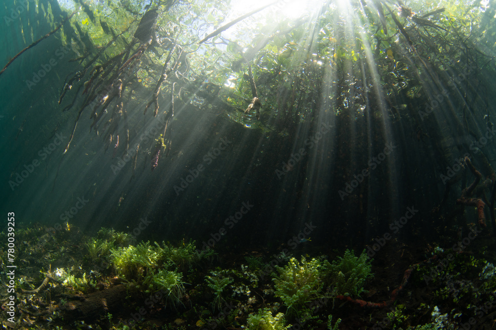 Bright sunlight penetrates a dark mangrove forest in Raja Ampat ...