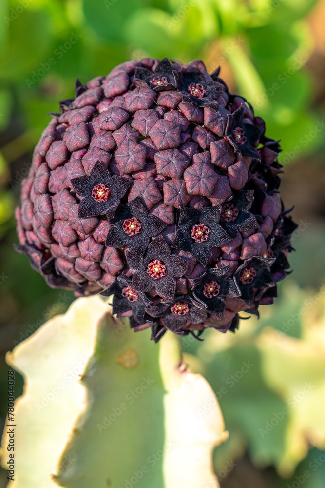 Ethiopia, exeptional Caralluma Russeliana cactus flowers from the Omo ...