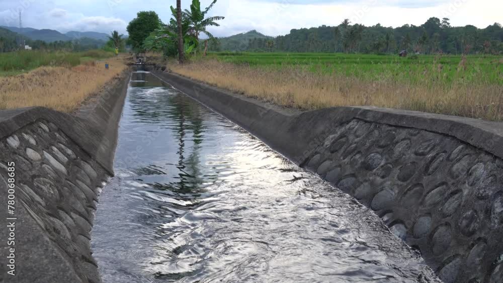 Water flow in rice field irrigation channels. Fresh cold water flowing ...