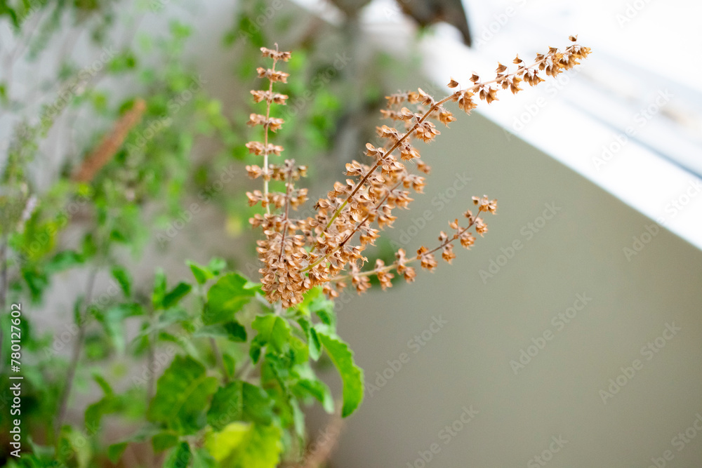 Tulsi - Holy basil plant indoor in natural light herbal medicine plant ...