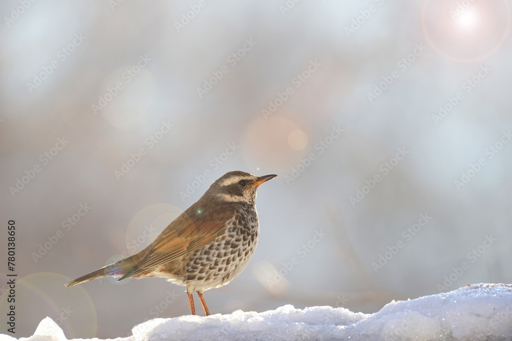 Dusky thrush (Turdus eunomus) is a member of the thrush family which ...