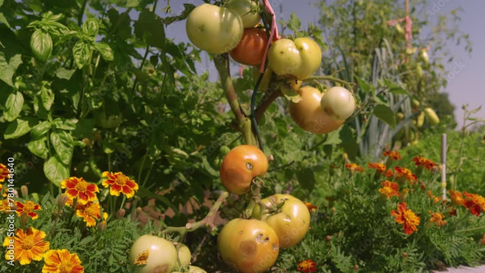CLOSE UP: A plant with a cluster of half ripe tomatoes that were ...