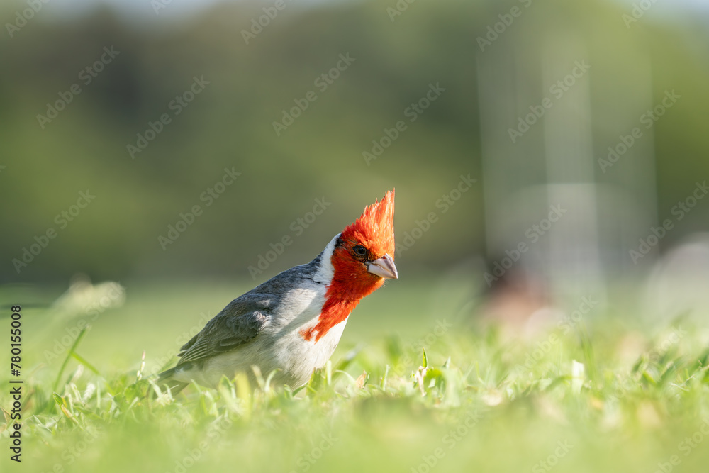 The red-crested cardinal (Paroaria coronata) is a passerine bird in the ...