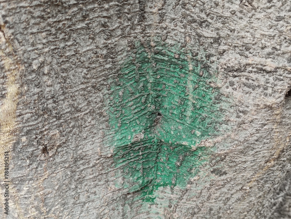 Bark of a tree and in the middle a green circle, Corteza de un árbol y ...