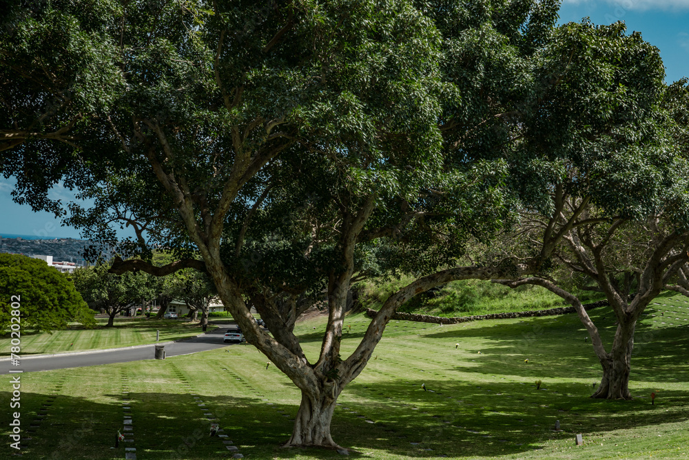 Ficus religiosa or sacred fig , bodhi tree, peepul tree, peepal tree ...
