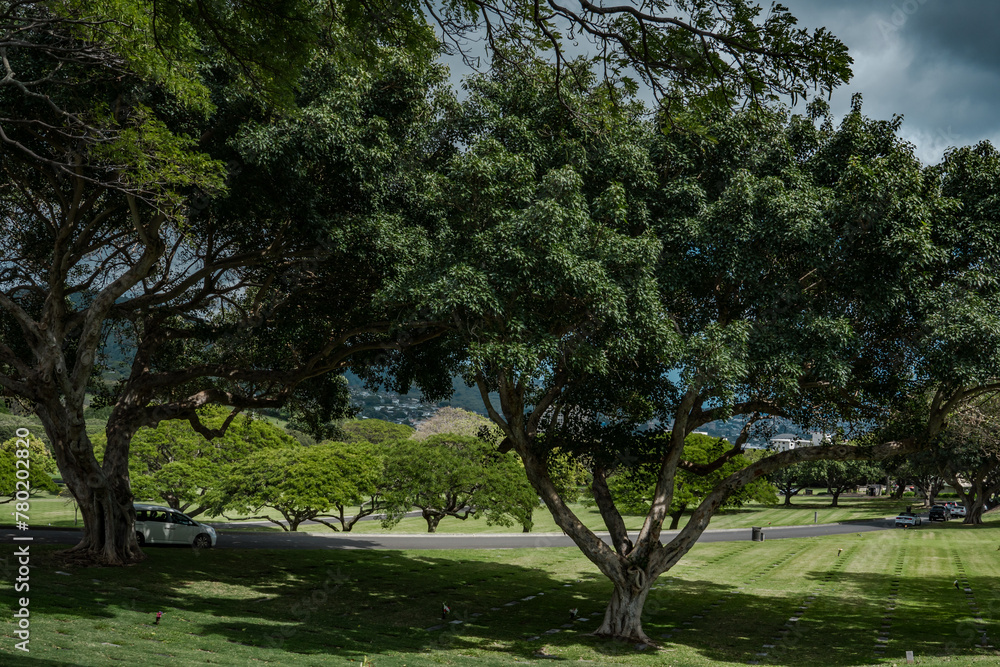 Ficus religiosa or sacred fig , bodhi tree, peepul tree, peepal tree ...