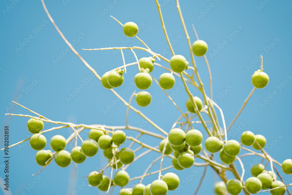 National Memorial Cemetery of the Pacific , Punchbowl Crater, Oahu ...