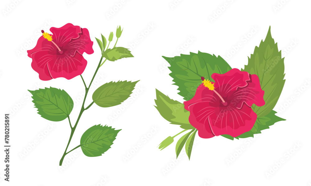 Hibiscus flower vector illustration. Hibiscus clip art. Exotic tropical ...